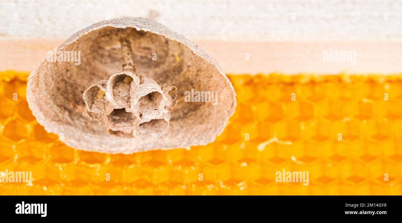 Macro picture of Asian hornets begin of nest on a new yellow frame of ...