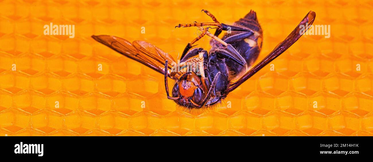 Macro picture of dead Asian hornets on a new yellow orange frame of ...