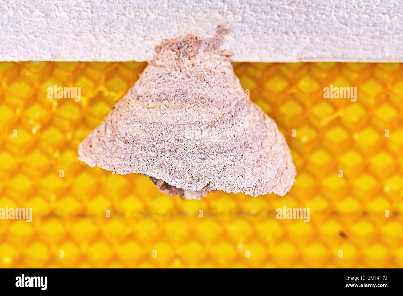 Caterpillar in bee nest hi-res stock photography and images - Alamy