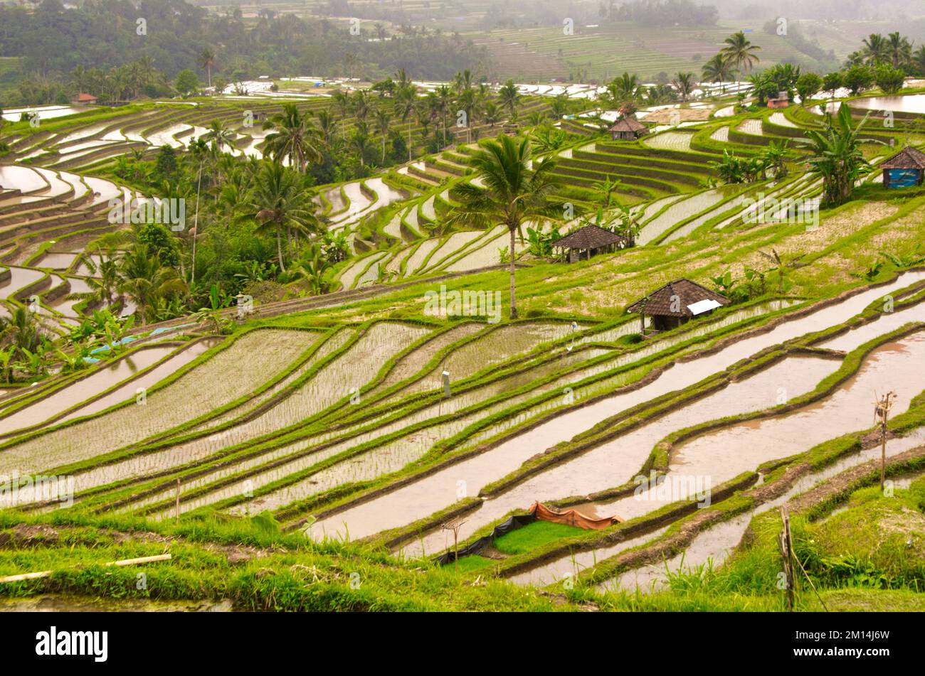 UBUD, BALI, INDONESIA - FEBRUARY Circa, 2019. Terrace rice fields in ...