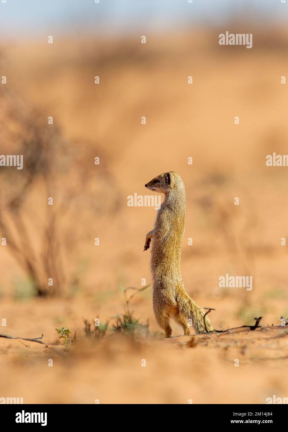 Yellow Mongoose (Cynictis penicillata ) Kgalagadi Transfrontier Park ...