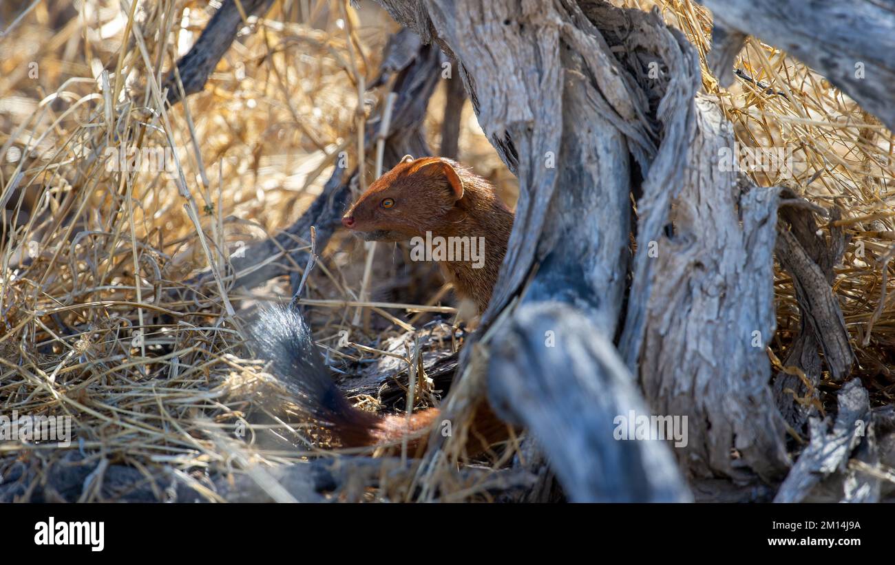 Slender Mongoose (Herpestes sanguinea) Kgalagadi Transfrontier Park ...