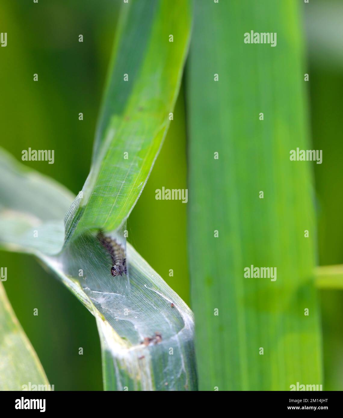 Cereal leaf damaged by caterpillar of Cnephasia pasiuana pumicana. It ...
