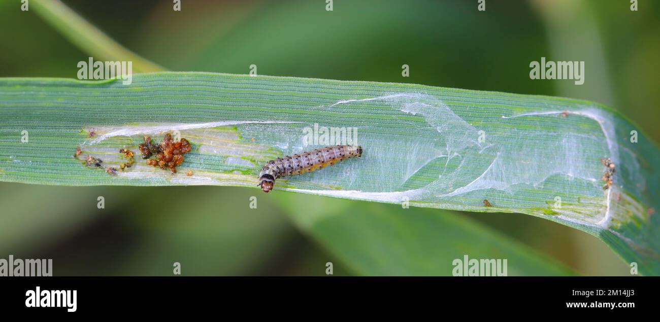 Cereal leaf damaged by caterpillar of Cnephasia pasiuana pumicana. It ...