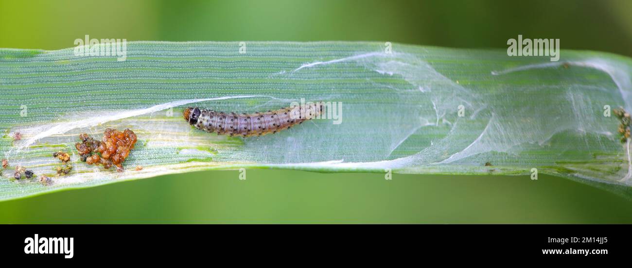 Cereal leaf damaged by caterpillar of Cnephasia pasiuana pumicana. It ...
