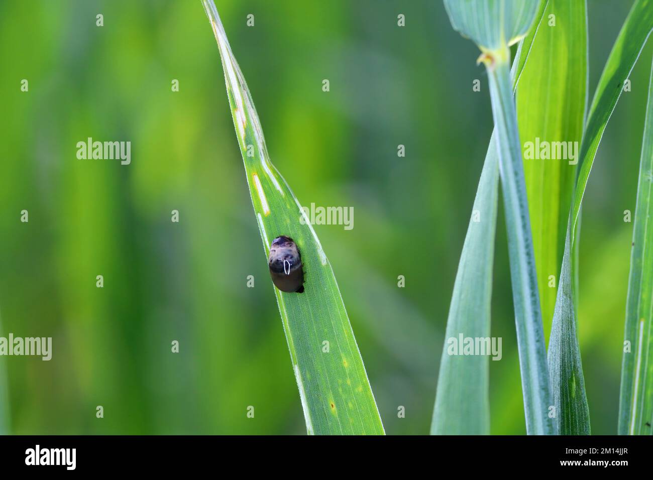 Larva of the cereal leaf beetle (Oulema melanopus) and damaged the ...