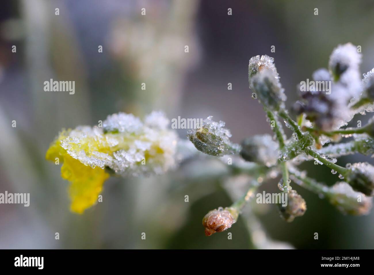 Flowers of the crop, winter rapeseed after frost. Crystals of louis on ...