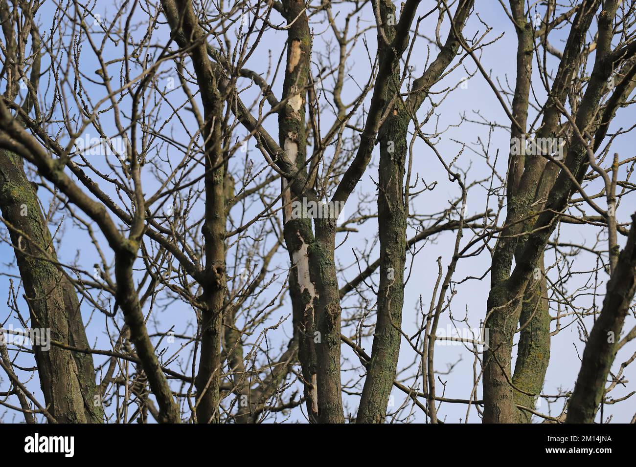 Branches in the crown of an ash tree killed by Agrilus planipennis ...