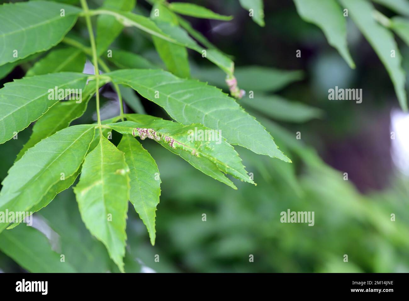 Dasineura fraxini gall fly maggot, larvae in ash, Fraxinus leaf Stock ...