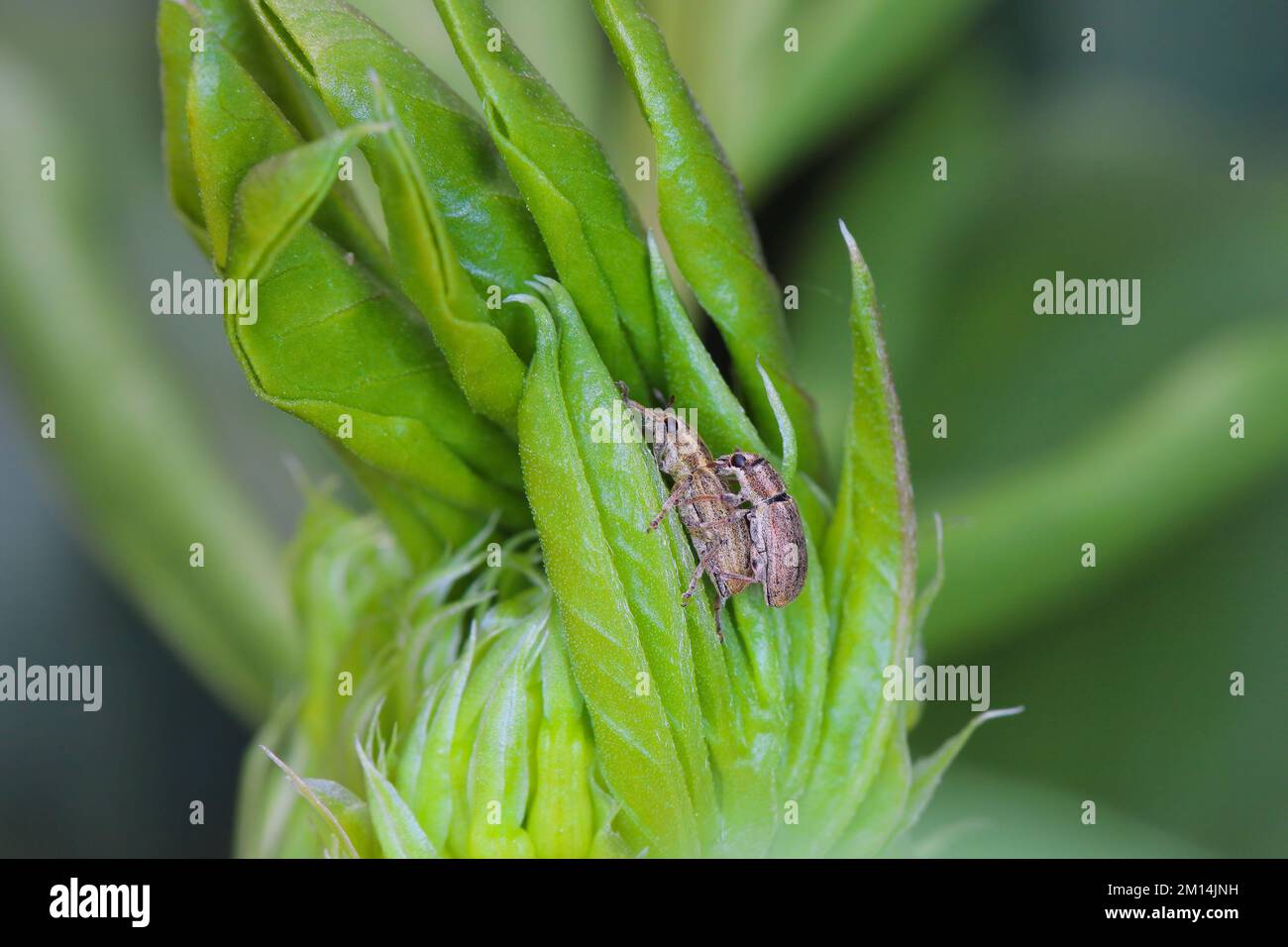A pea leaf weevil (Sitona lineatus). male and female during a meeting ...