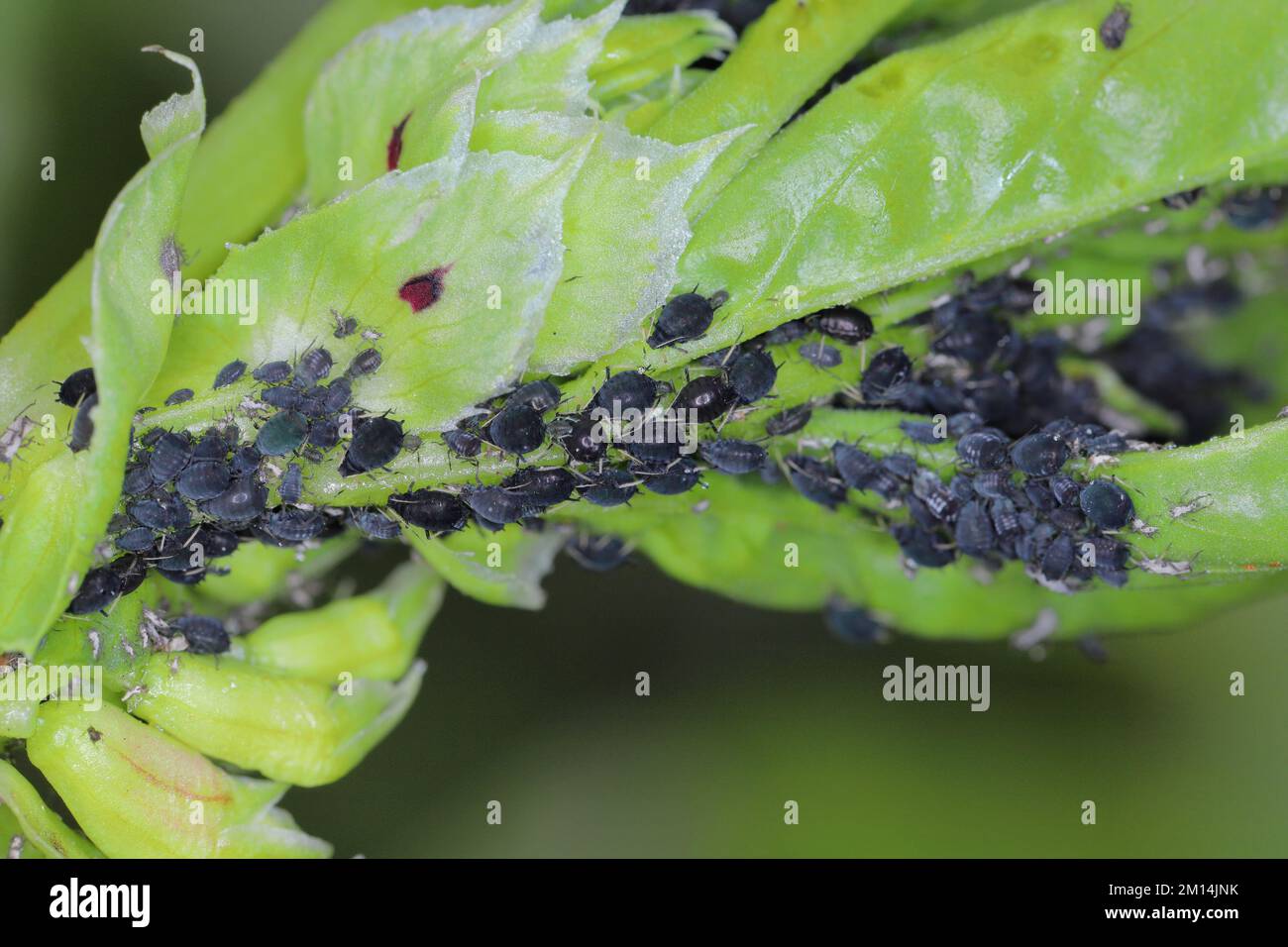 The colony of black bean aphids, Aphis fabae, on faba bean plants Stock ...