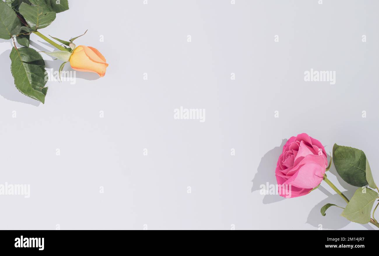 A pink and yellow rose on the white background with a copy space in the ...