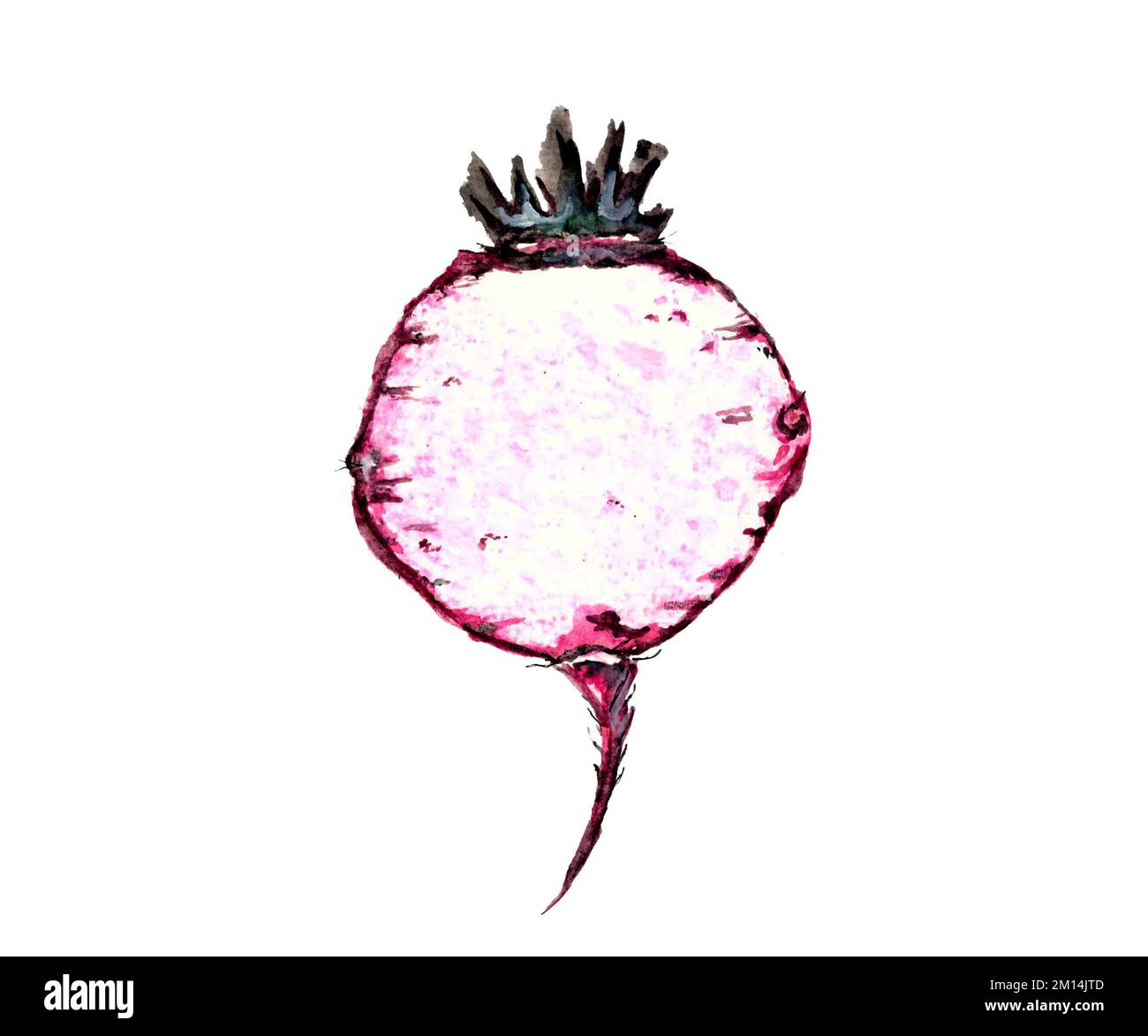 Watrcolor stamp of beet. Botanical illustration with beetroot vegetable ...