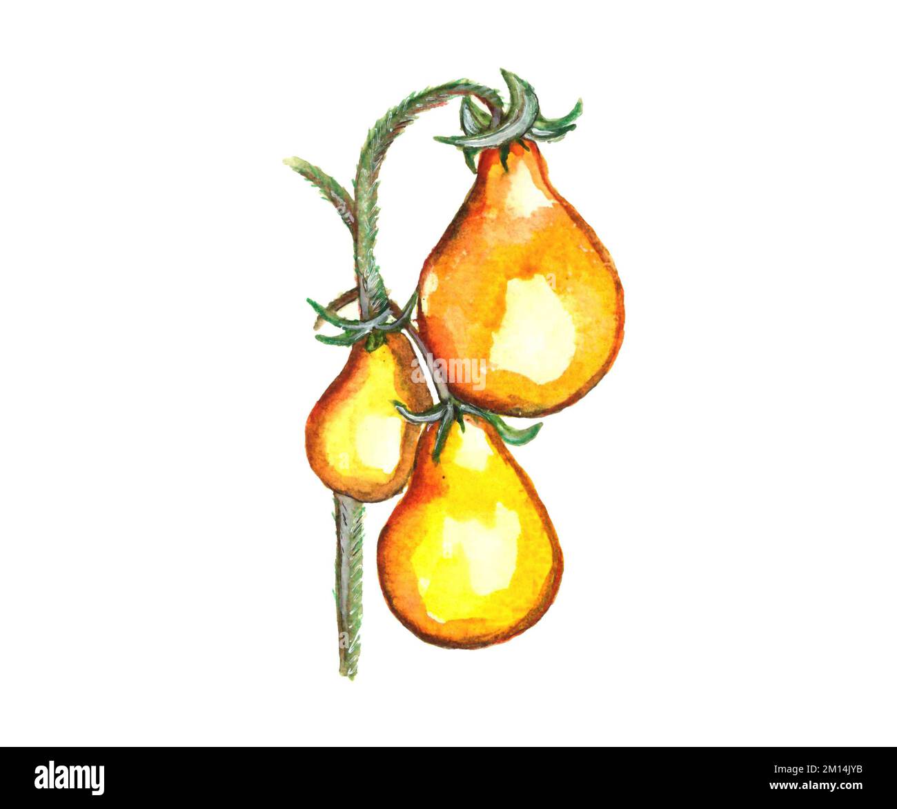 Hand drawn watercolor illustrations of ripe yellow cherry tomatoes on ...