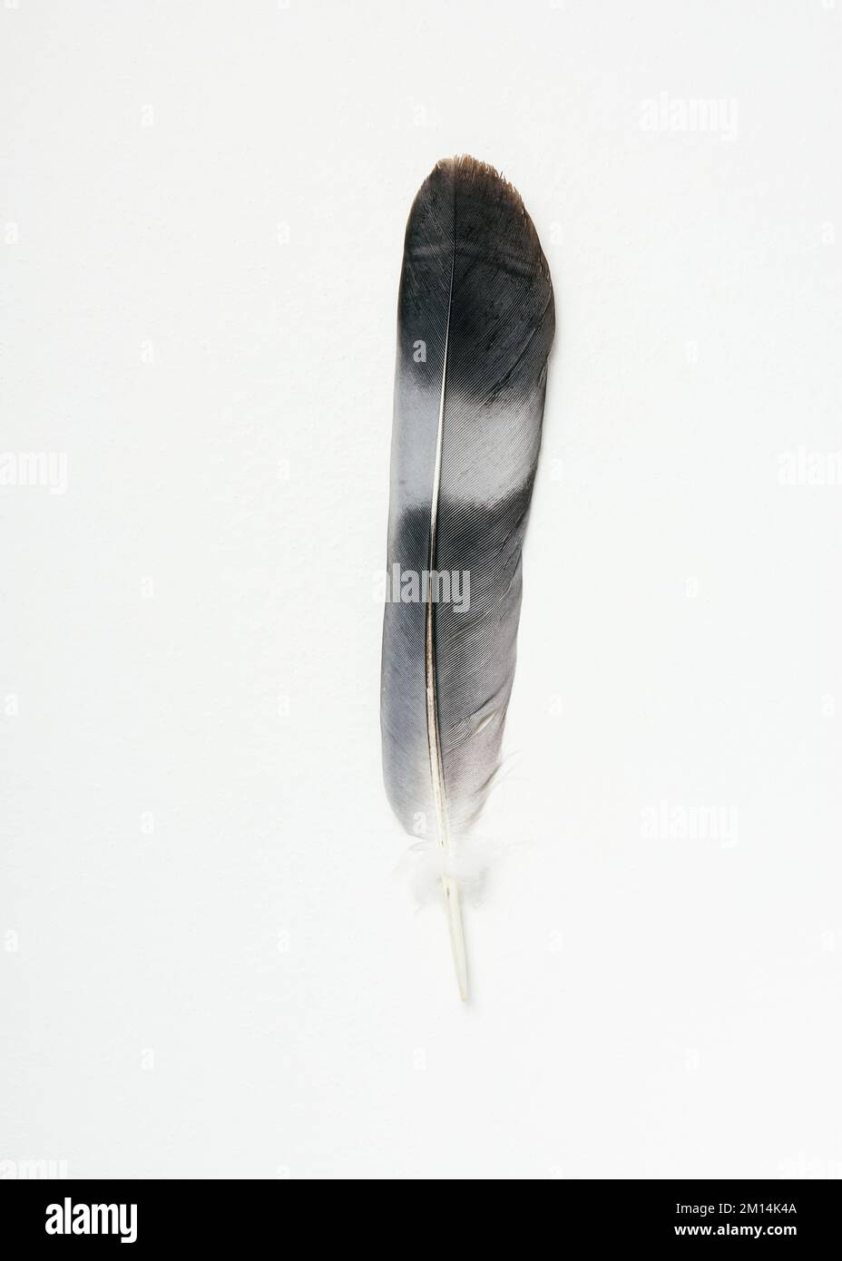 Single pigeon bird feather on white background Stock Photo - Alamy
