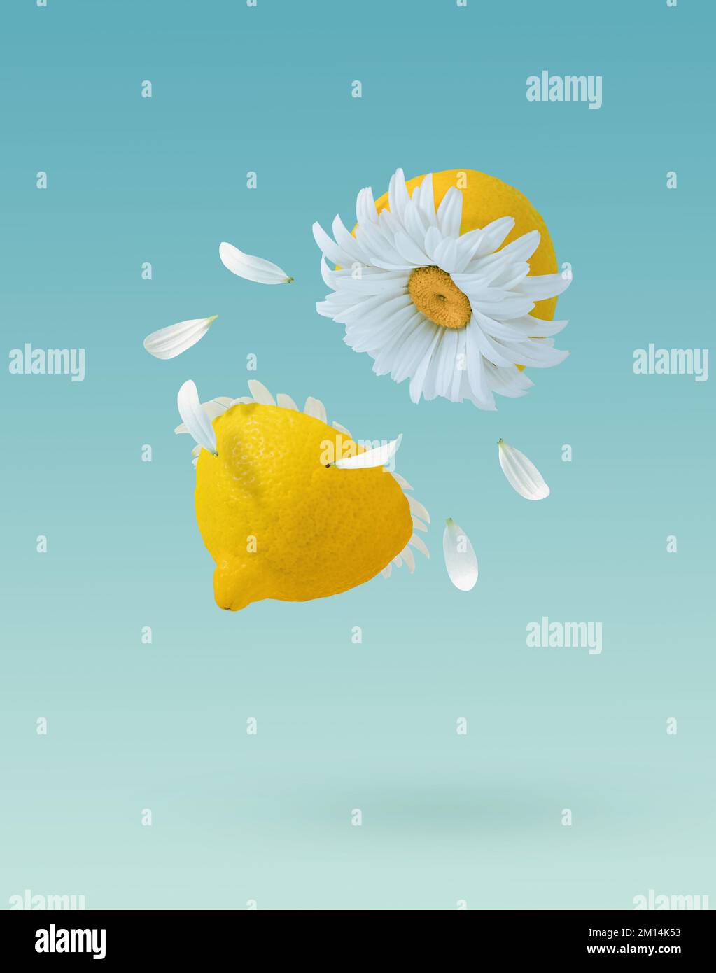 A vertical 3D yellow lemon cut in half with daisy flower inside on ...