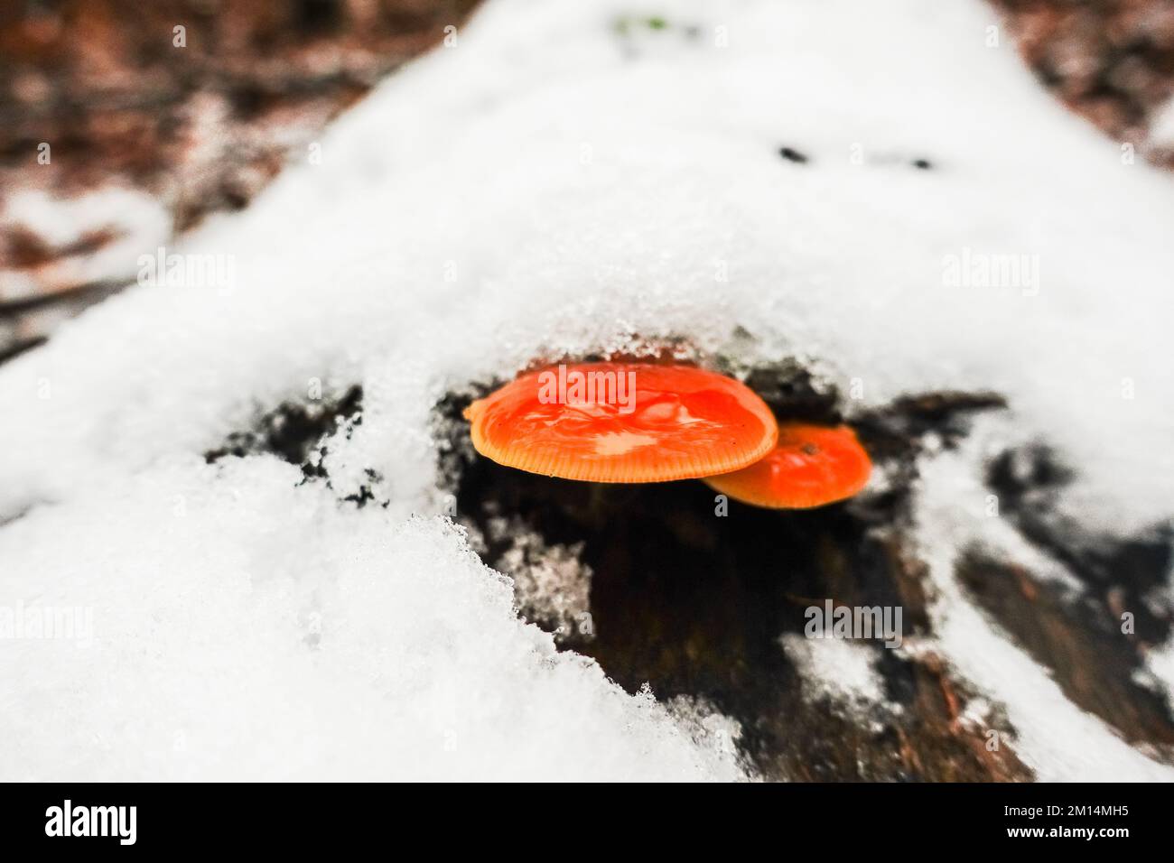fresh tasty golden needle mushroom under snow in the winter Stock Photo ...