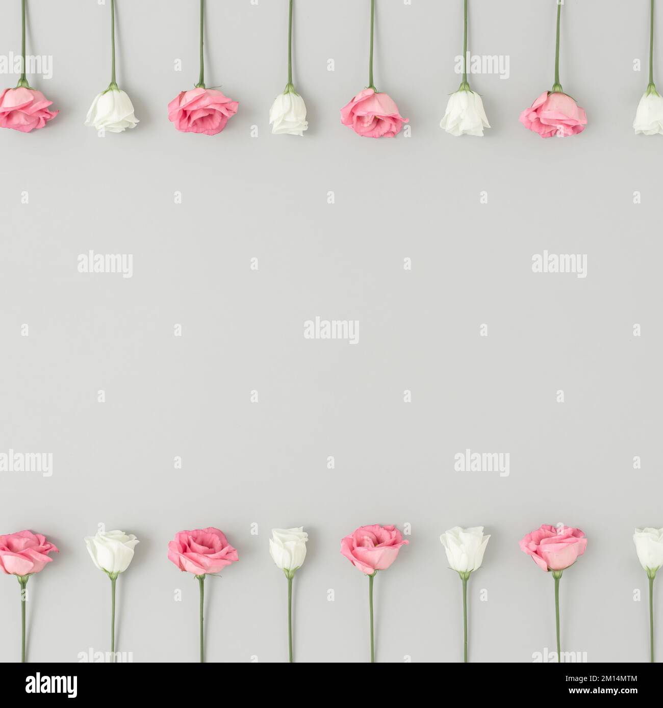 The rows of white and pink roses on the white background with a copy ...