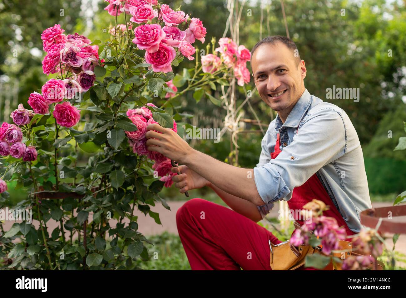 Gardener pruning red bush roses hi-res stock photography and images - Alamy