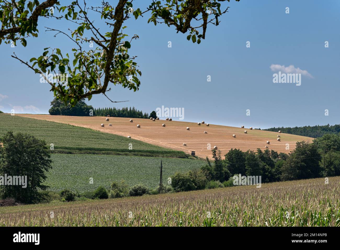 Agricultural landscape in summer time Stock Photo - Alamy