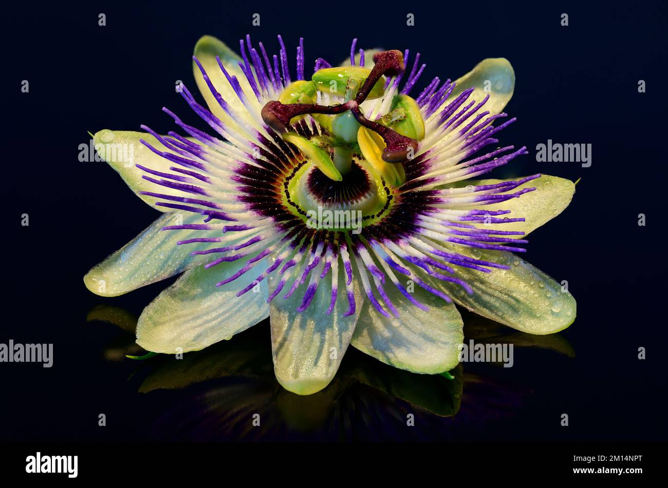 Passion Flower (passiflora caerulea) with black background Stock Photo ...