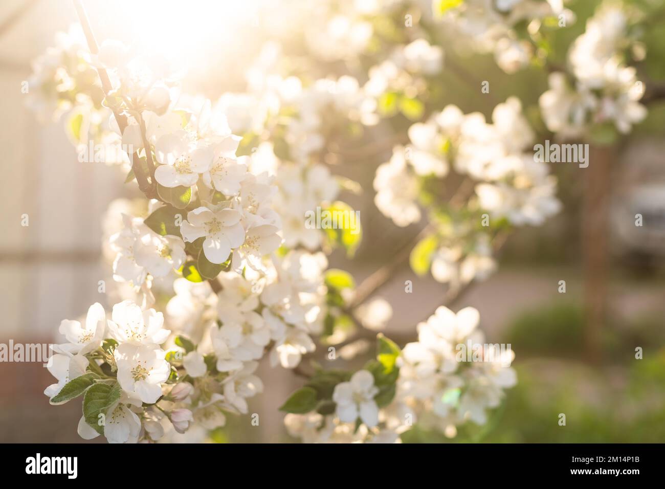 the tree is blooming in the garden Stock Photo - Alamy