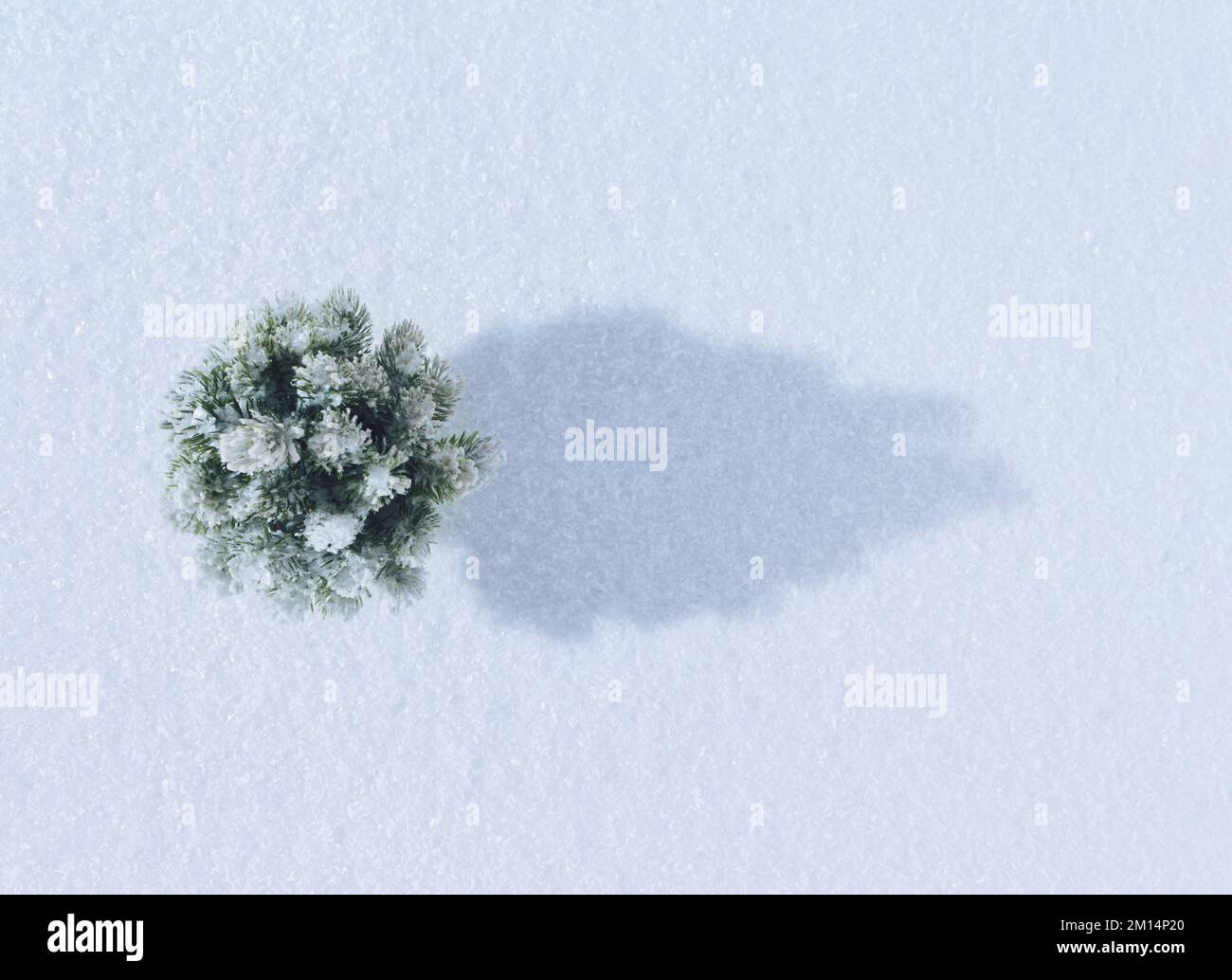 A Christmas tree with shadow on a snow-white background. New Year or ...