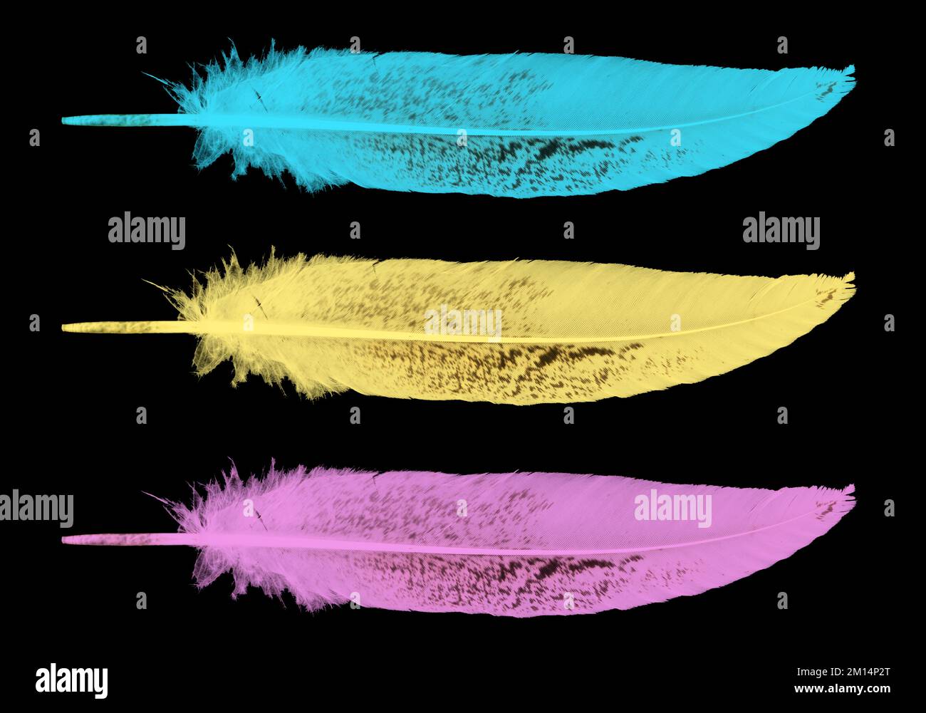 Three different color bird feather isolated on a black background Stock ...