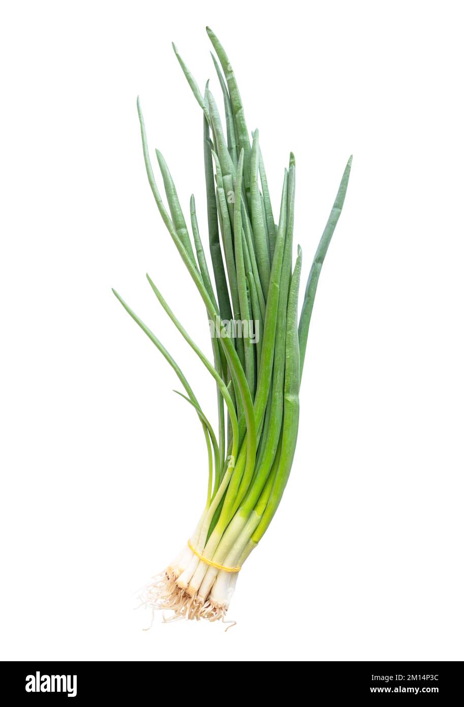 Pack of fresh spring onions isolated on white background. Fresh Green ...
