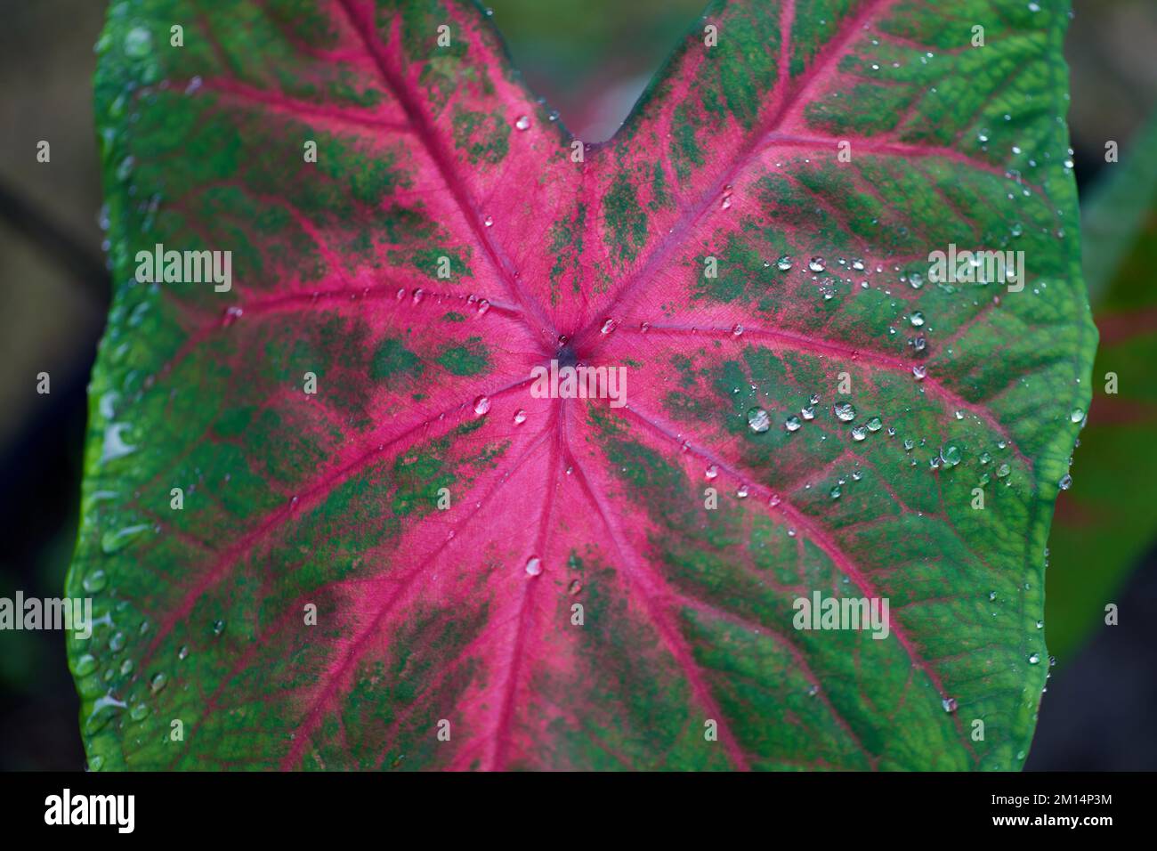 Close up caladium leaf hi-res stock photography and images - Alamy