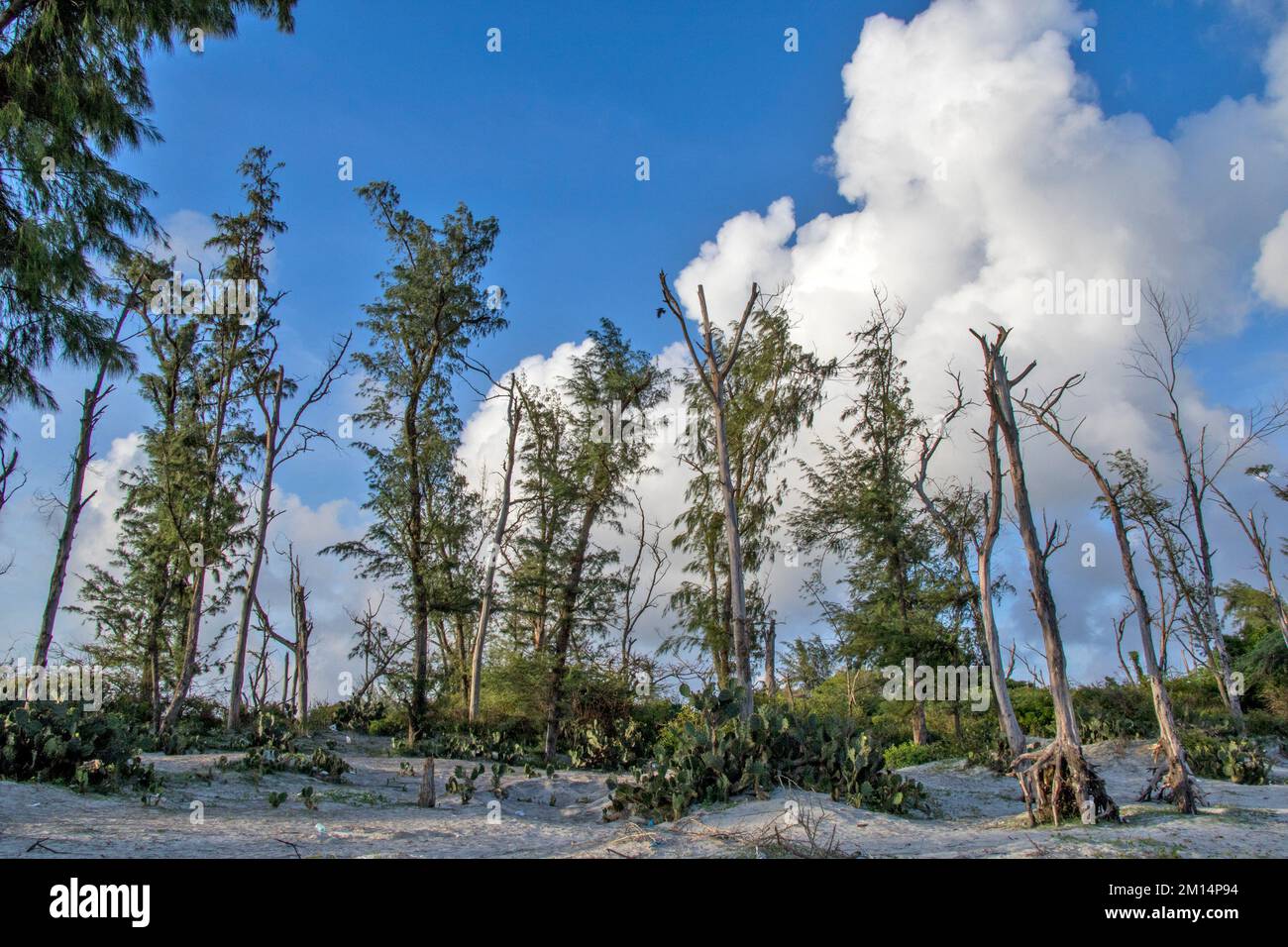 Bakkhali kolkata hi-res stock photography and images - Alamy