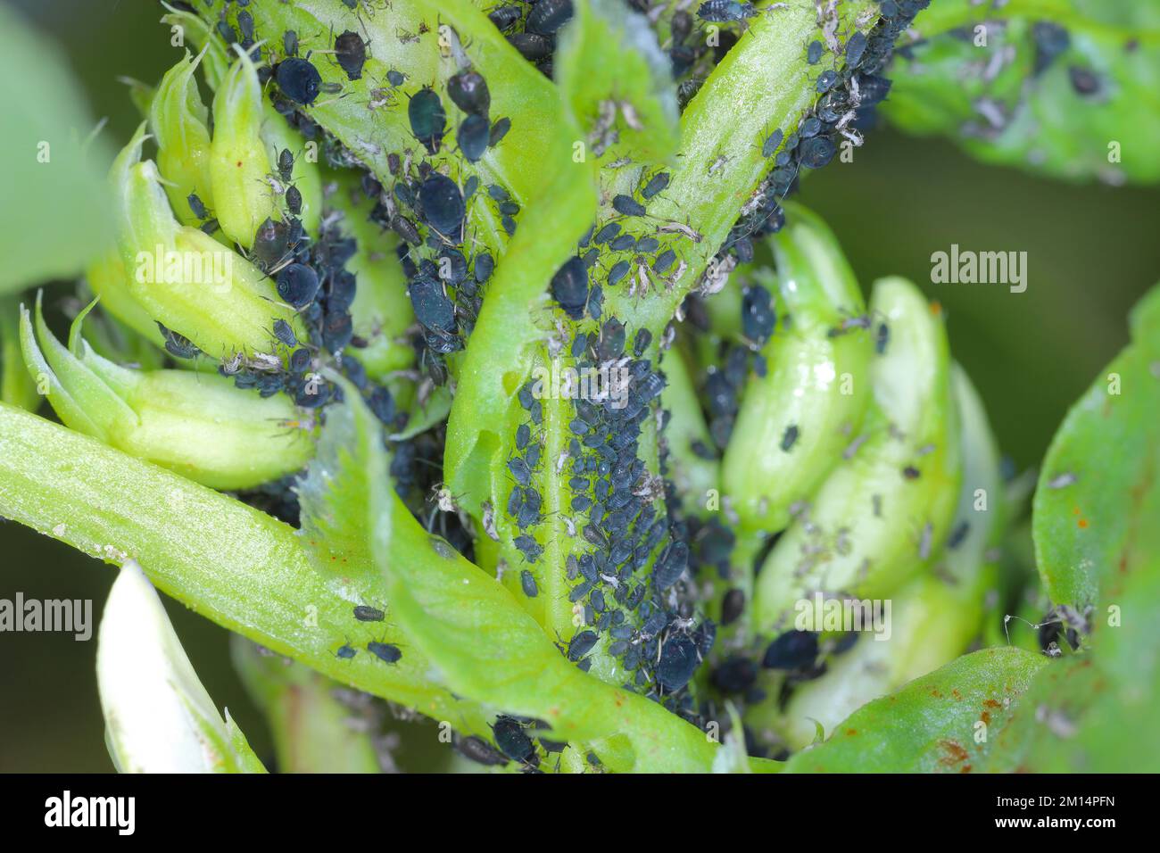 The colony of black bean aphids, Aphis fabae, on faba bean plants Stock ...