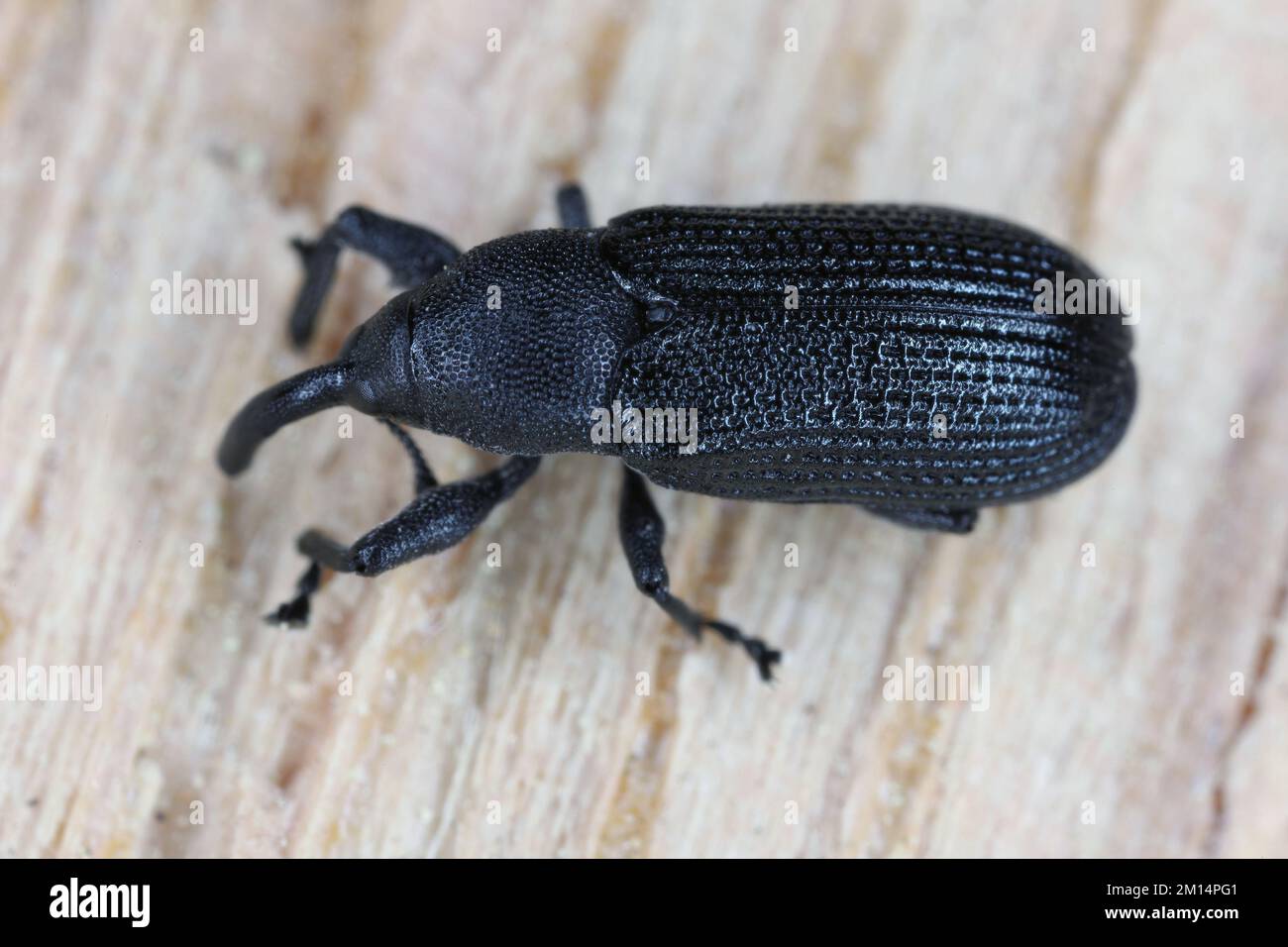 Black weevil hi-res stock photography and images - Alamy