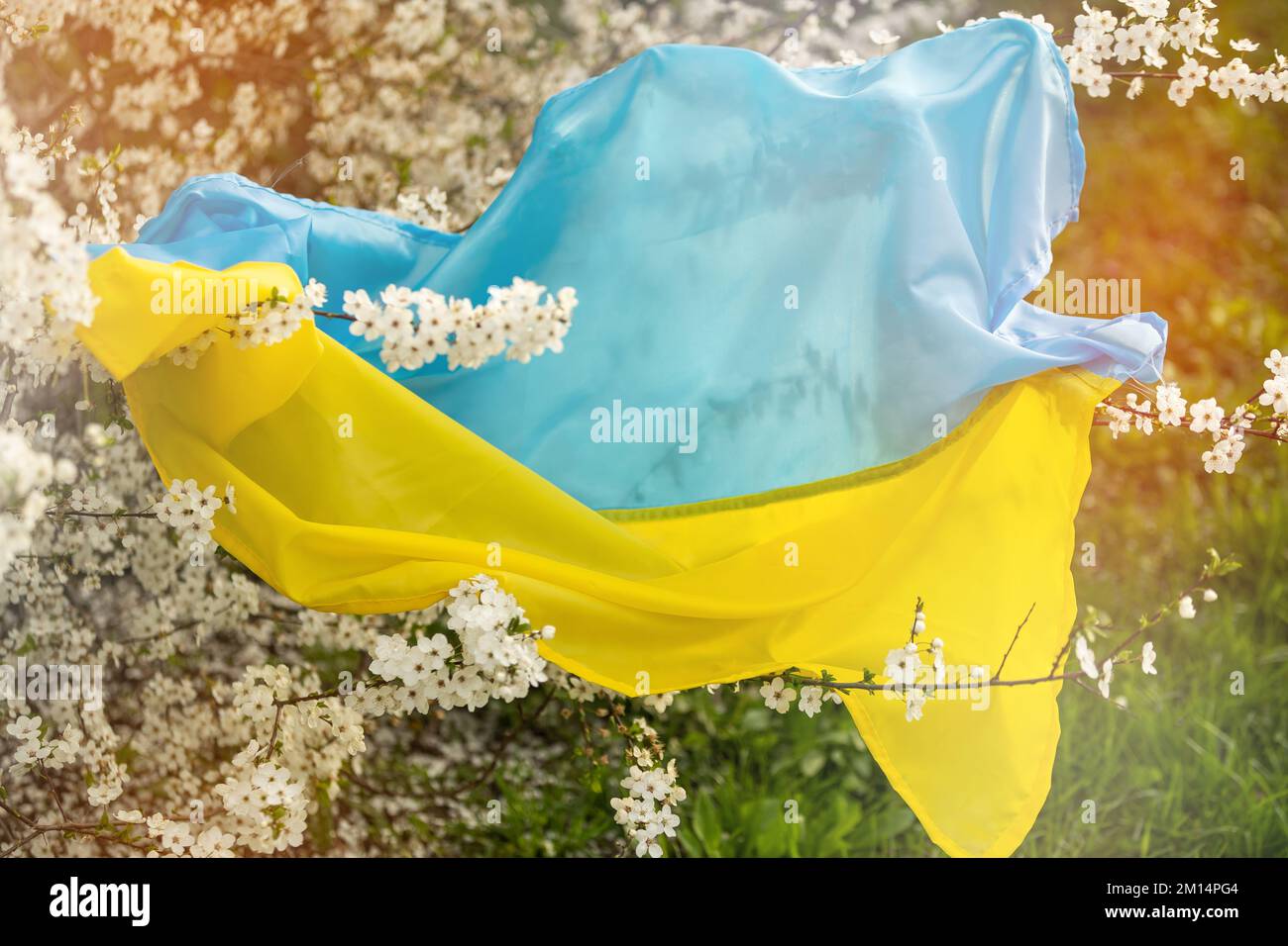 Spring flowering trees with flowers against the background of the flag ...