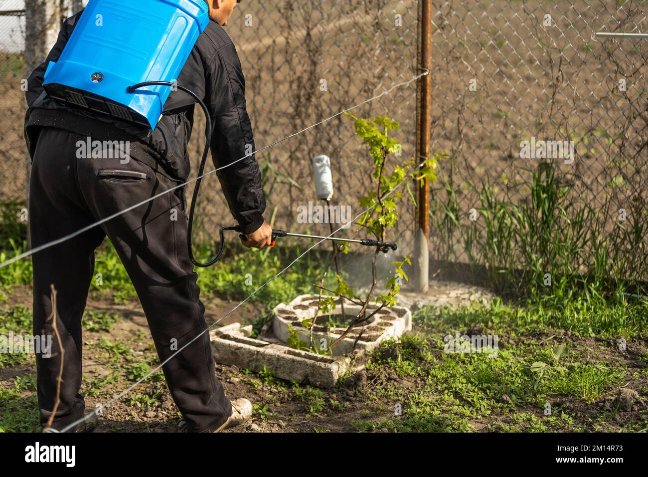 elderly farmer spraying vineyard from a hand pump Stock Photo - Alamy