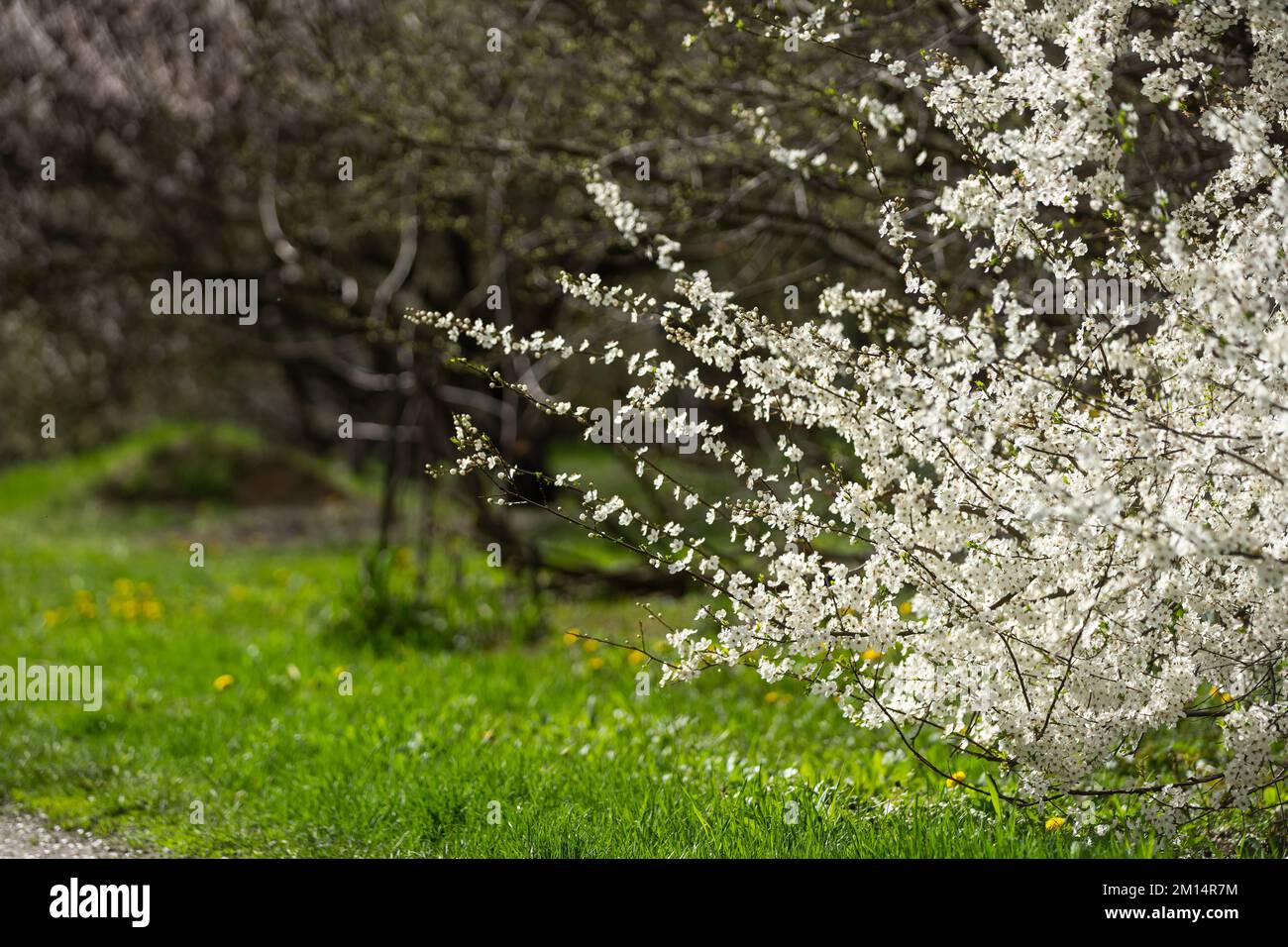 White beautiful flowers in the tree blooming in the early spring ...