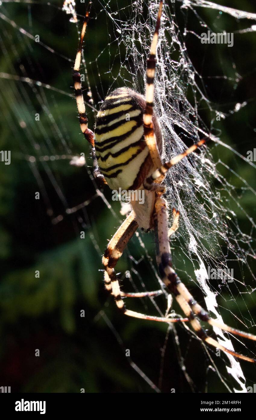 A vertical shot of a wasp spider on his web in the garden Stock Photo ...