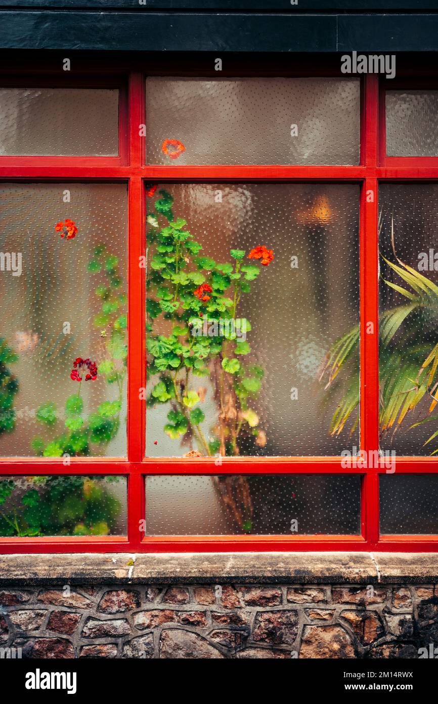 Red flowers through a frosted glass window Stock Photo - Alamy
