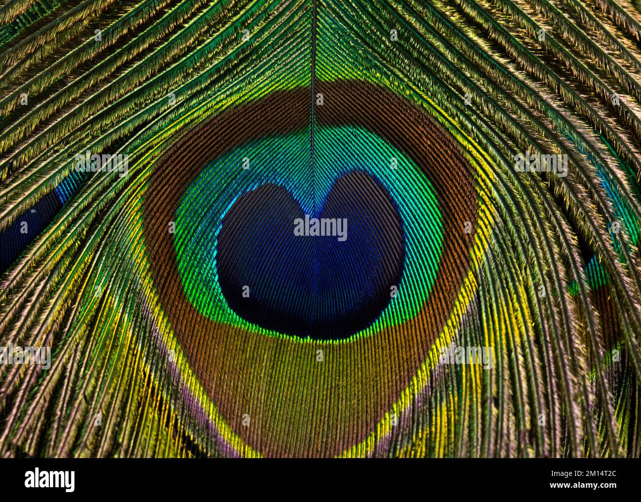 Peacock feather closeup Stock Photo - Alamy