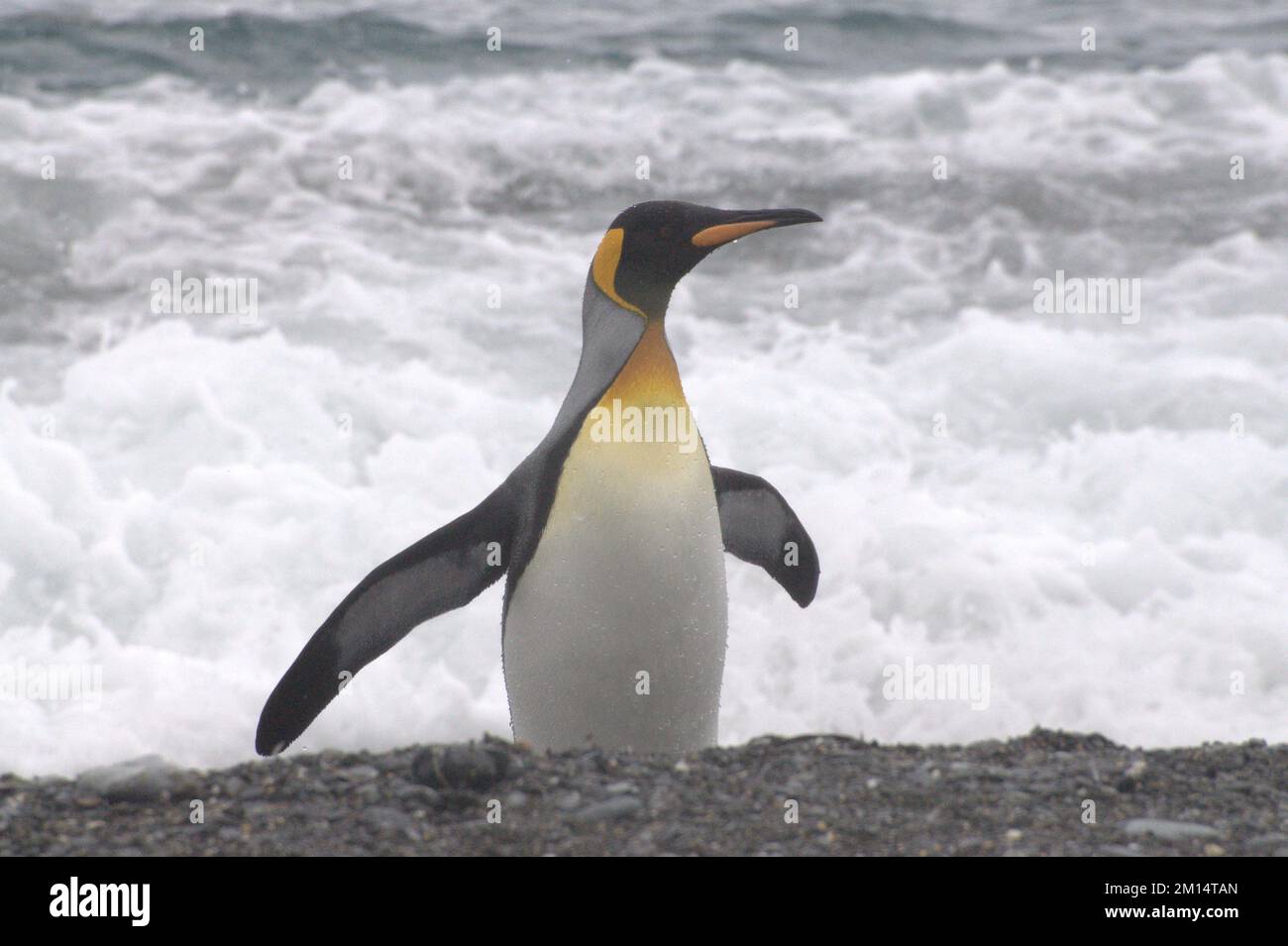 King Penguins in Antarctica Stock Photo - Alamy