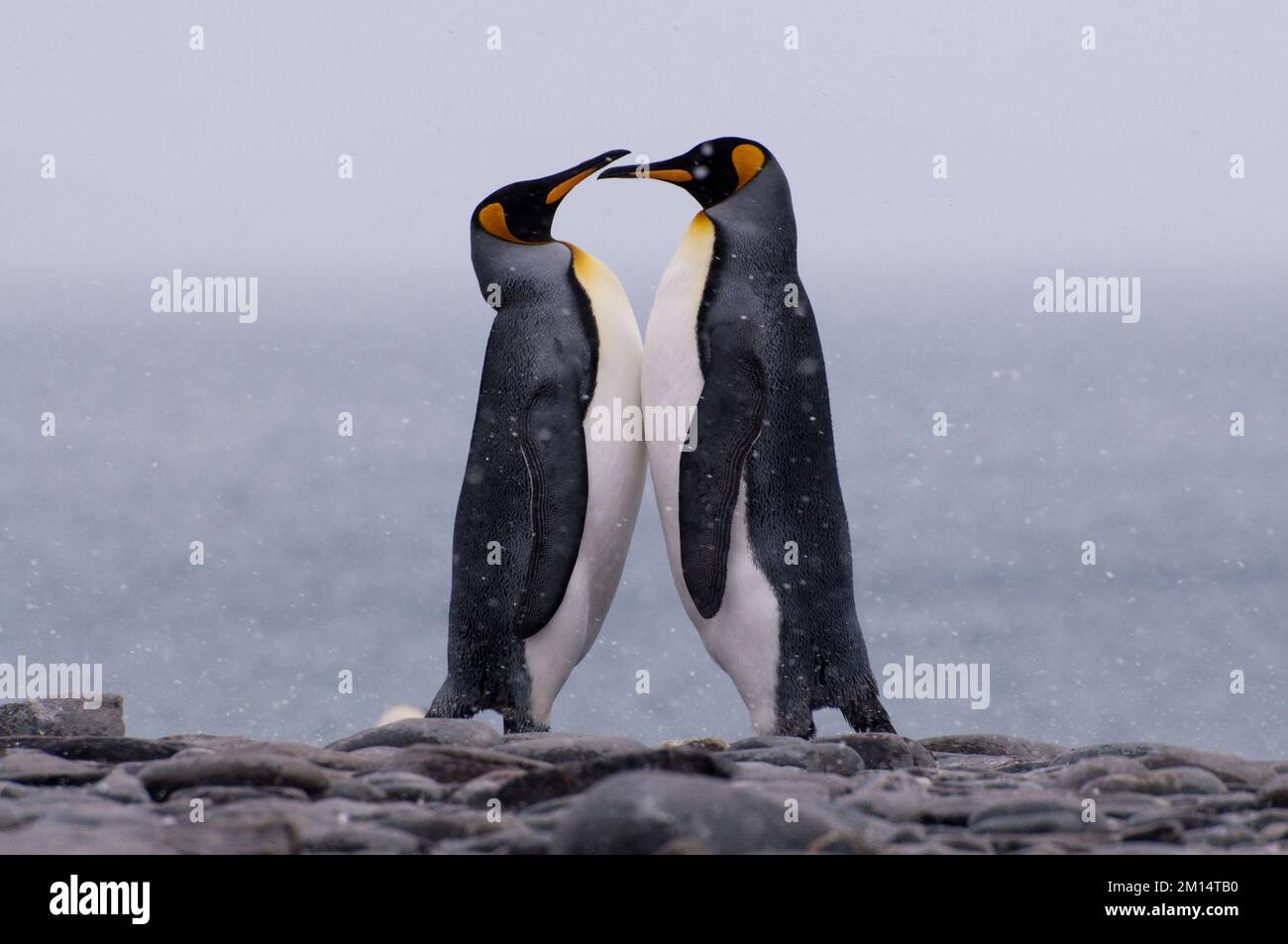 King Penguins in Antarctica, Two with chests together Stock Photo - Alamy