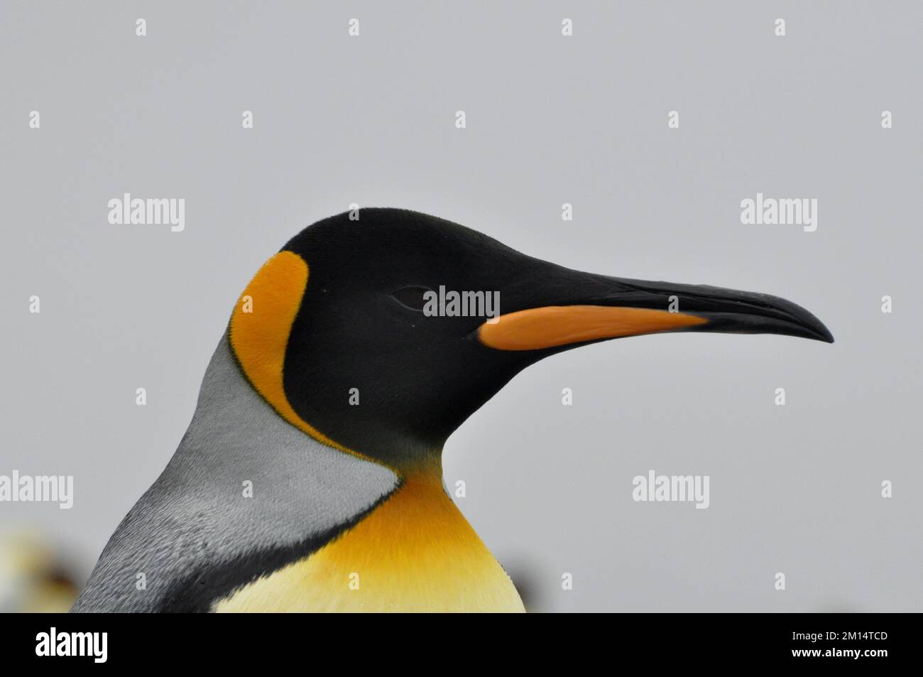 King Penguins in Antarctica Stock Photo - Alamy
