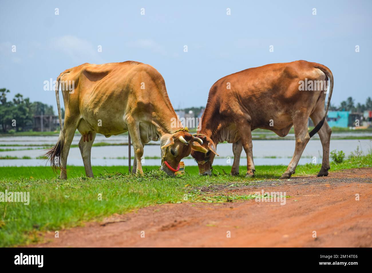 Two cows grazing pasture under the bright sunlight Stock Photo - Alamy