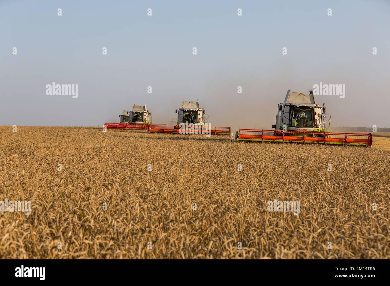 Russia, Kazan - august 5, 2020 : Claas Combine Harvester harvesting a ... Russia, Kazan - august 5, 2020 : Claas Combine Harvester harvesting a ...