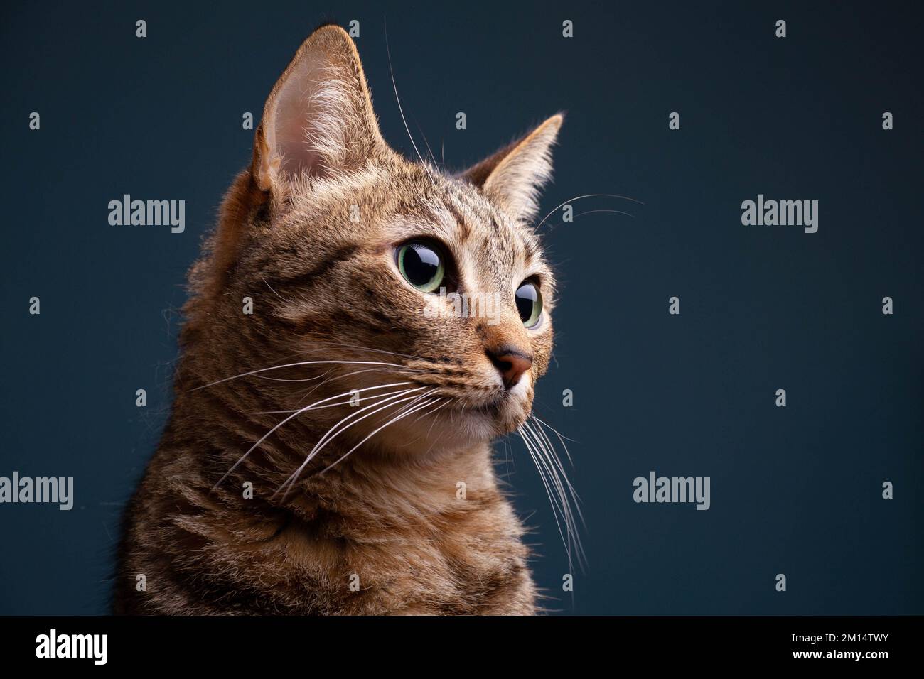A portrait of a cute brown Asian tabby cat on a dark green background ...