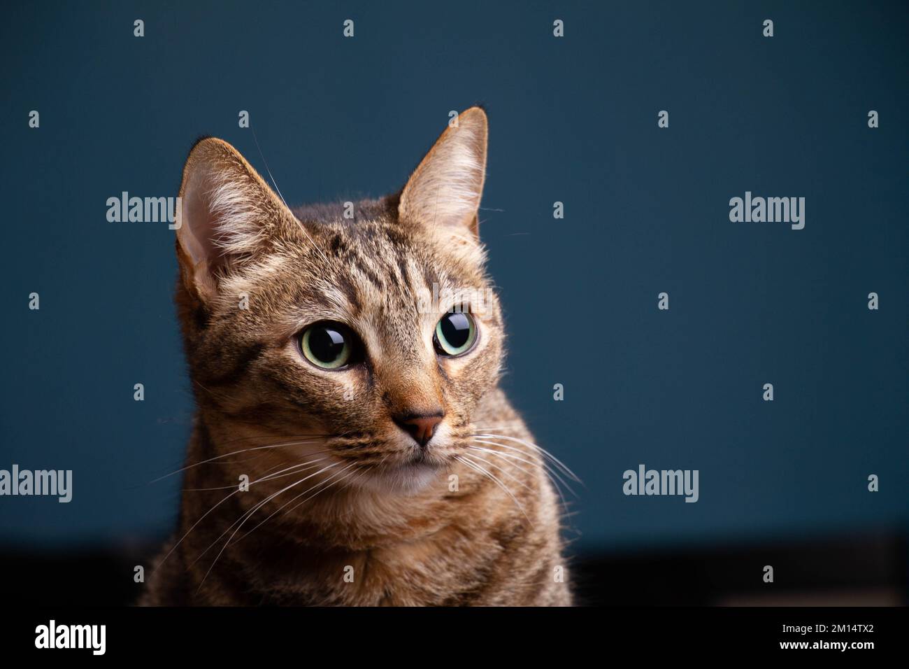 A portrait of a cute brown Asian tabby cat on a dark green background ...