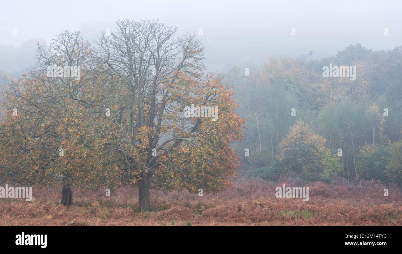 Beautiful atmospheric woodland Autumn Fall landscape image with moody ...