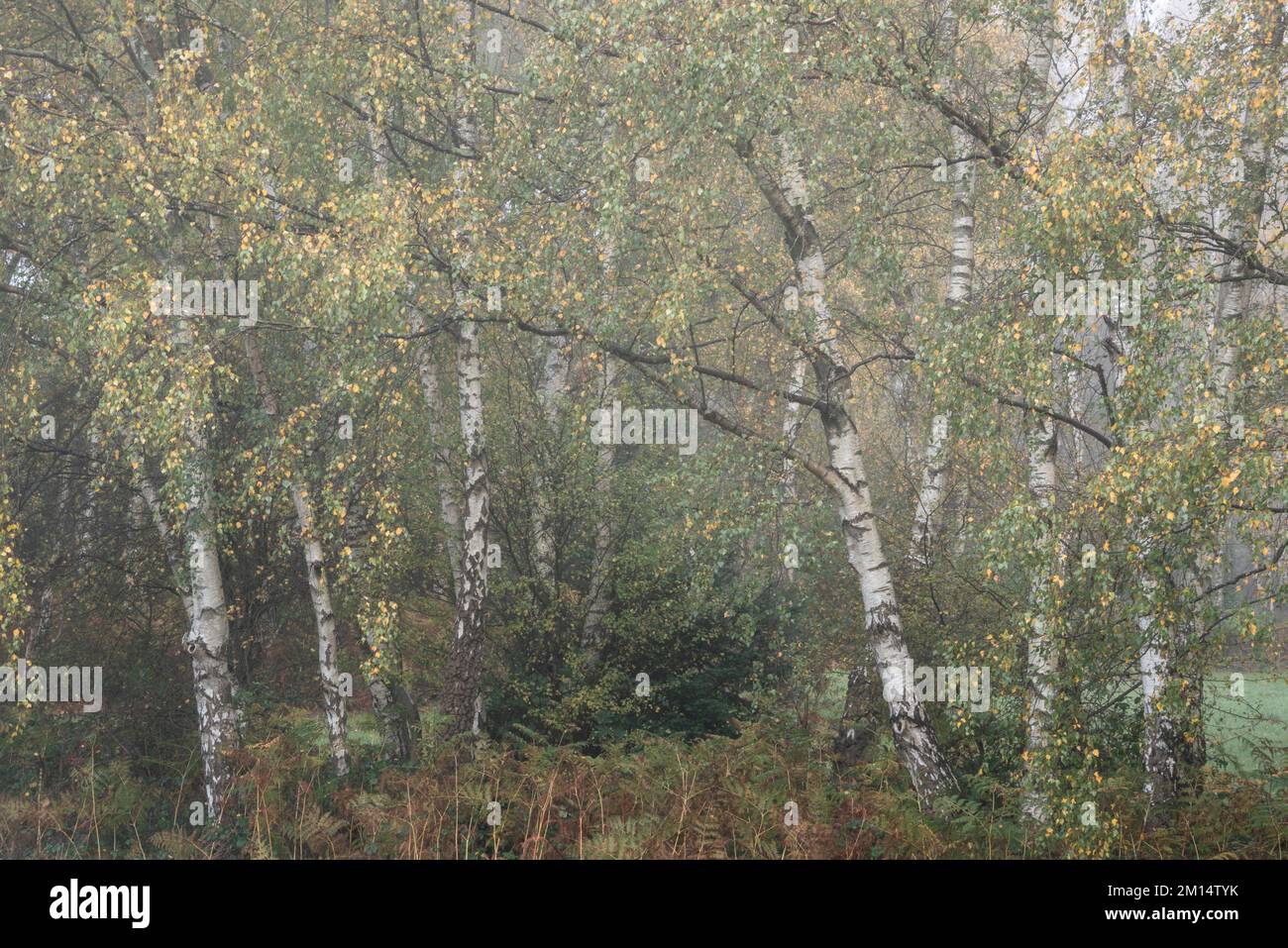 Beautiful atmospheric woodland Autumn Fall landscape image with moody ...