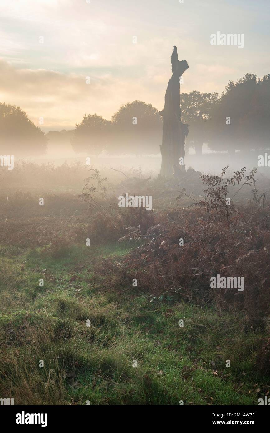 Beautiful Autumn Fall sunrise landscape scene in woodland setting with ...