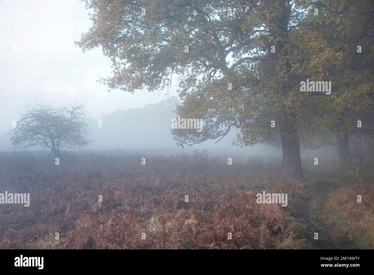 Beautiful Autumn Fall sunrise landscape scene in woodland setting with ...
